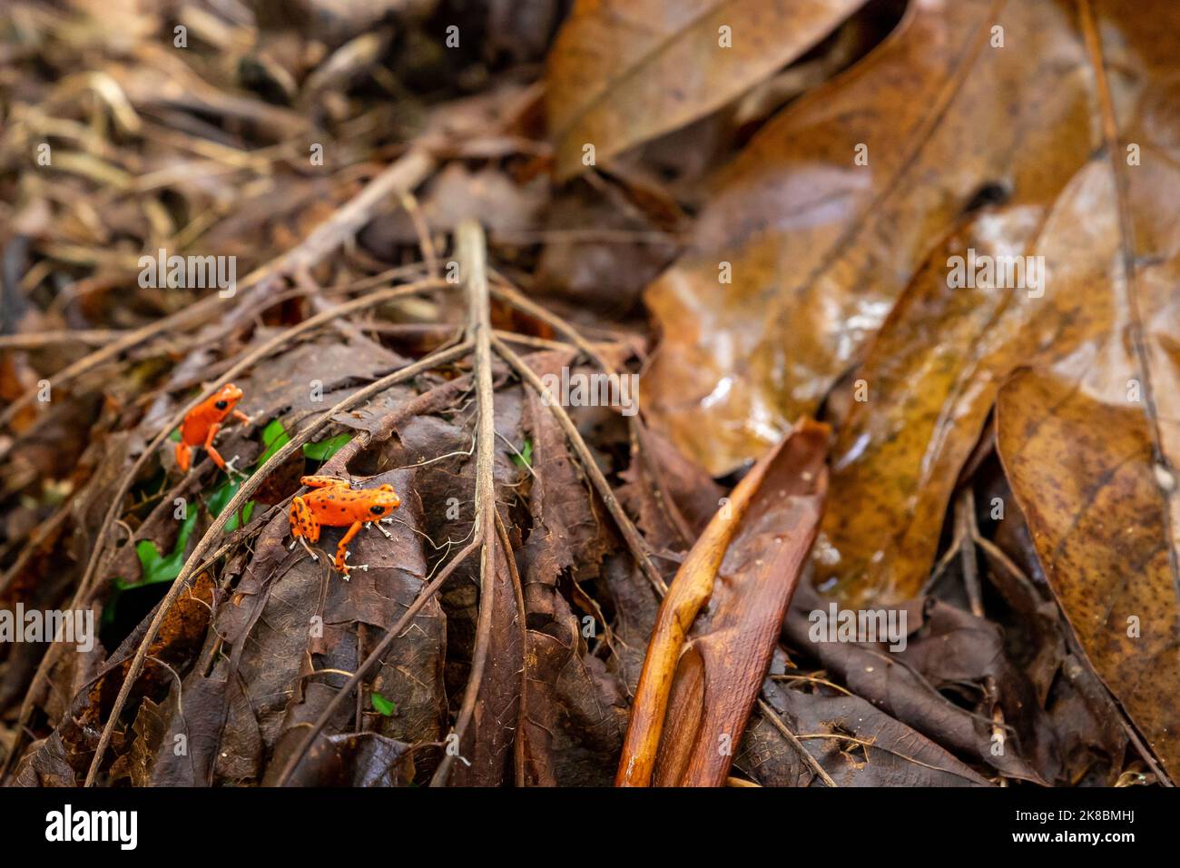 Red Frog in Panama. A red strawberry poison-dart frog at the Red Frog ...