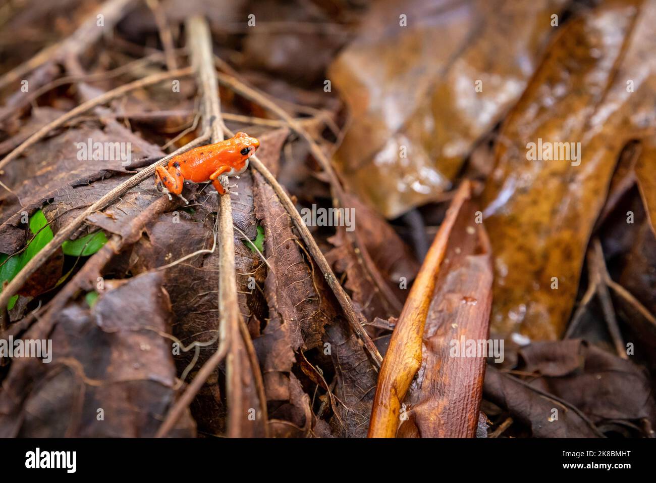 Red Frog in Panama. A red strawberry poison-dart frog at the Red Frog ...