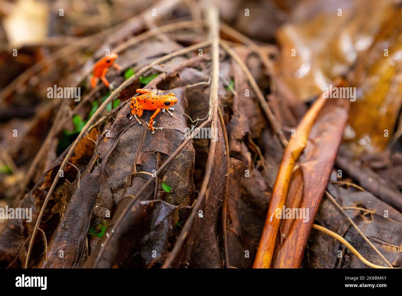 Red Frog in Panama. A red strawberry poison-dart frog at the Red Frog ...