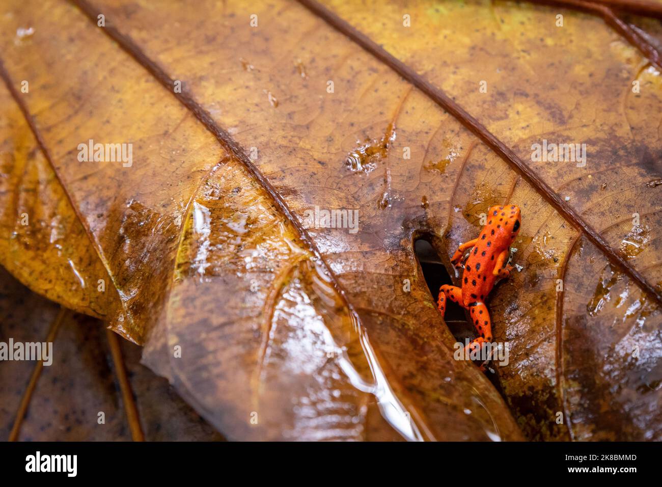 Red Frog in Panama. A red strawberry poison-dart frog at the Red Frog ...