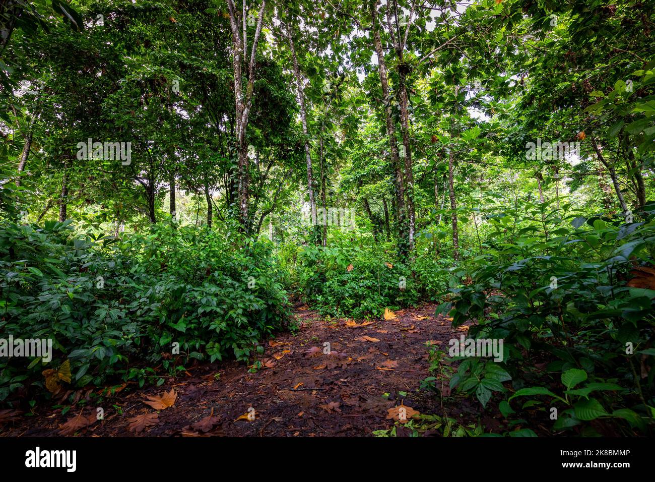 Panama Rainforest. Bocas del Toro. Bastimentos. Exotic Landscape ...