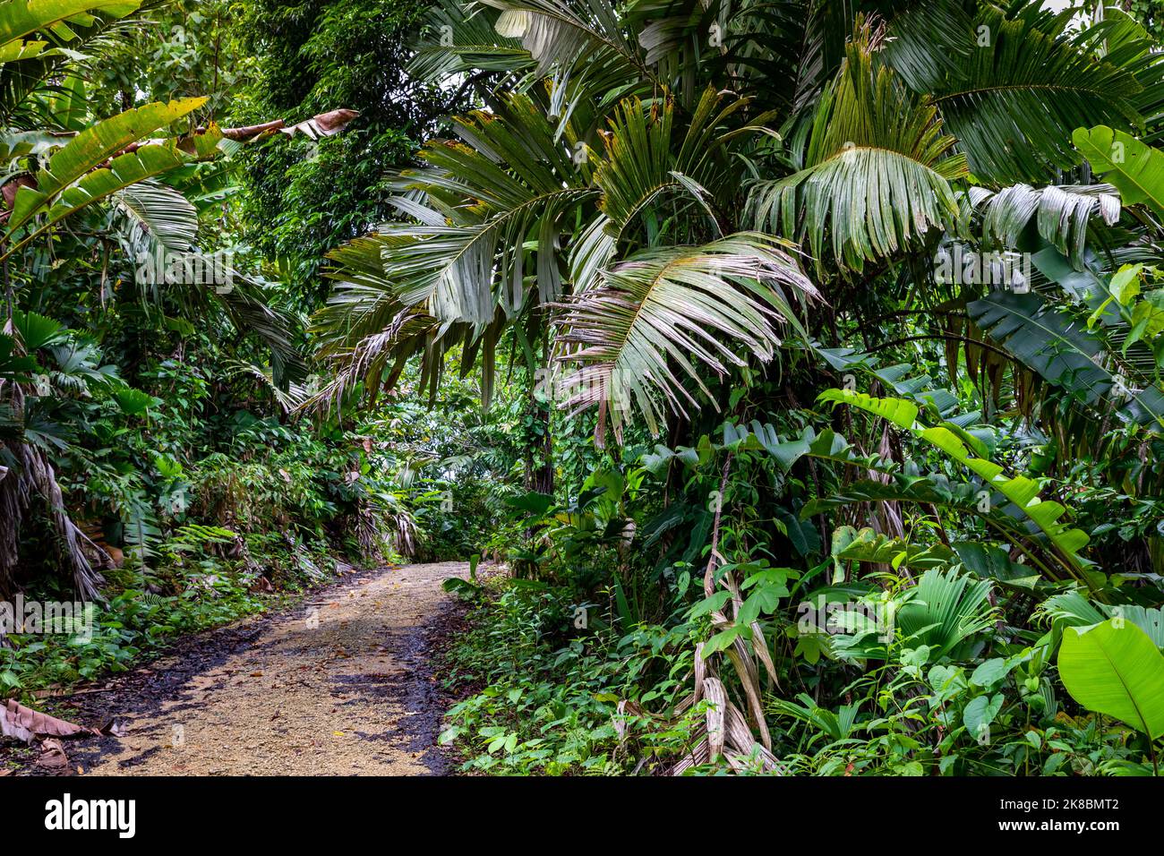 Panama Rainforest. Bocas del Toro. Bastimentos. Exotic Landscape ...