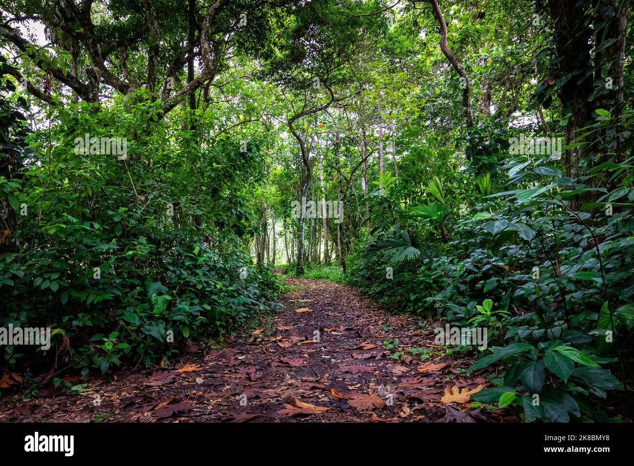 Panama Rainforest. Bocas del Toro. Bastimentos. Exotic Landscape ...