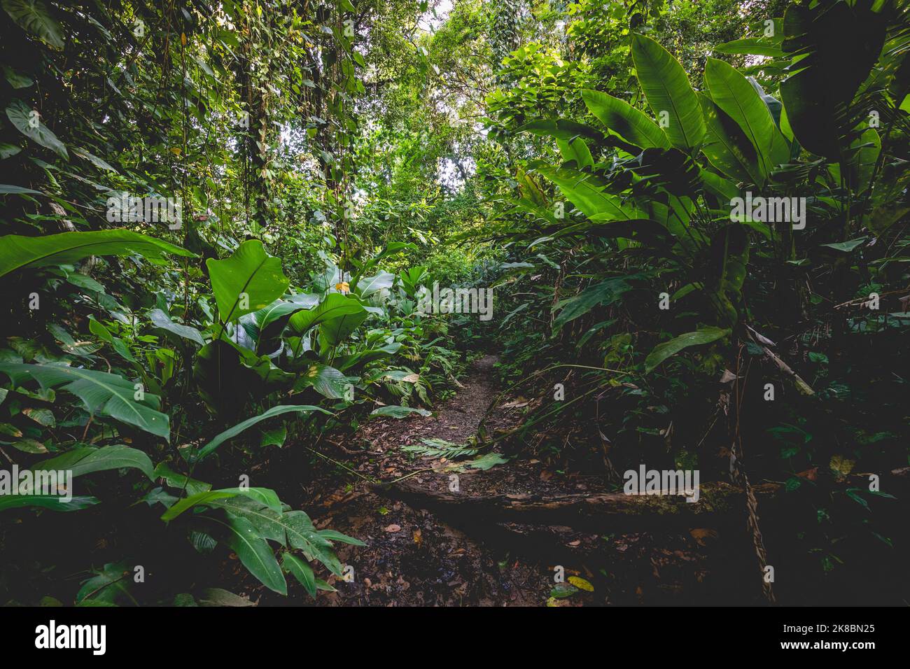 Panama Rainforest. Bocas del Toro. Bastimentos. Exotic Landscape ...