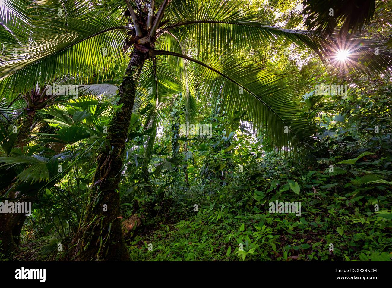 Panama Rainforest. Bocas del Toro. Bastimentos. Exotic Landscape ...