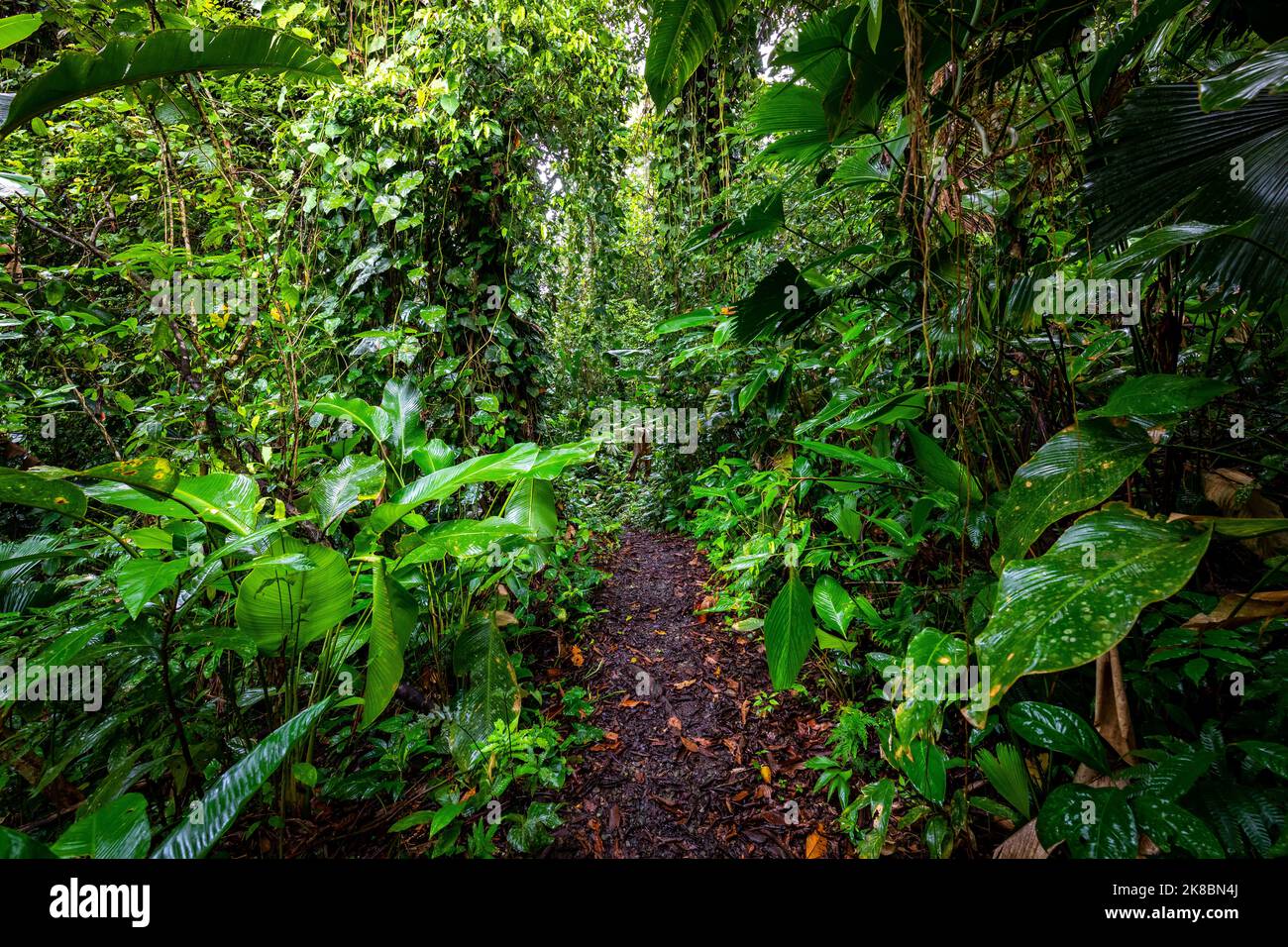 Panama Rainforest. Bocas del Toro. Bastimentos. Exotic Landscape ...