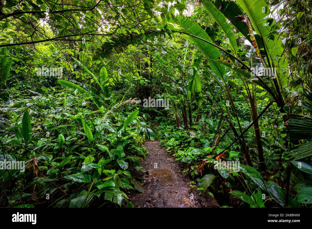 Panama Rainforest. Bocas del Toro. Bastimentos. Exotic Landscape ...
