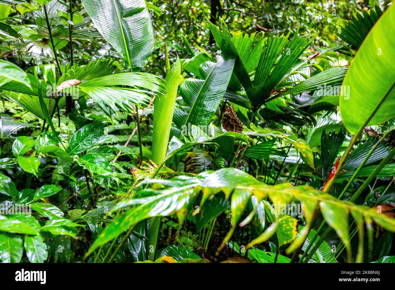 Panama Rainforest. Bocas del Toro. Bastimentos. Exotic Landscape ...