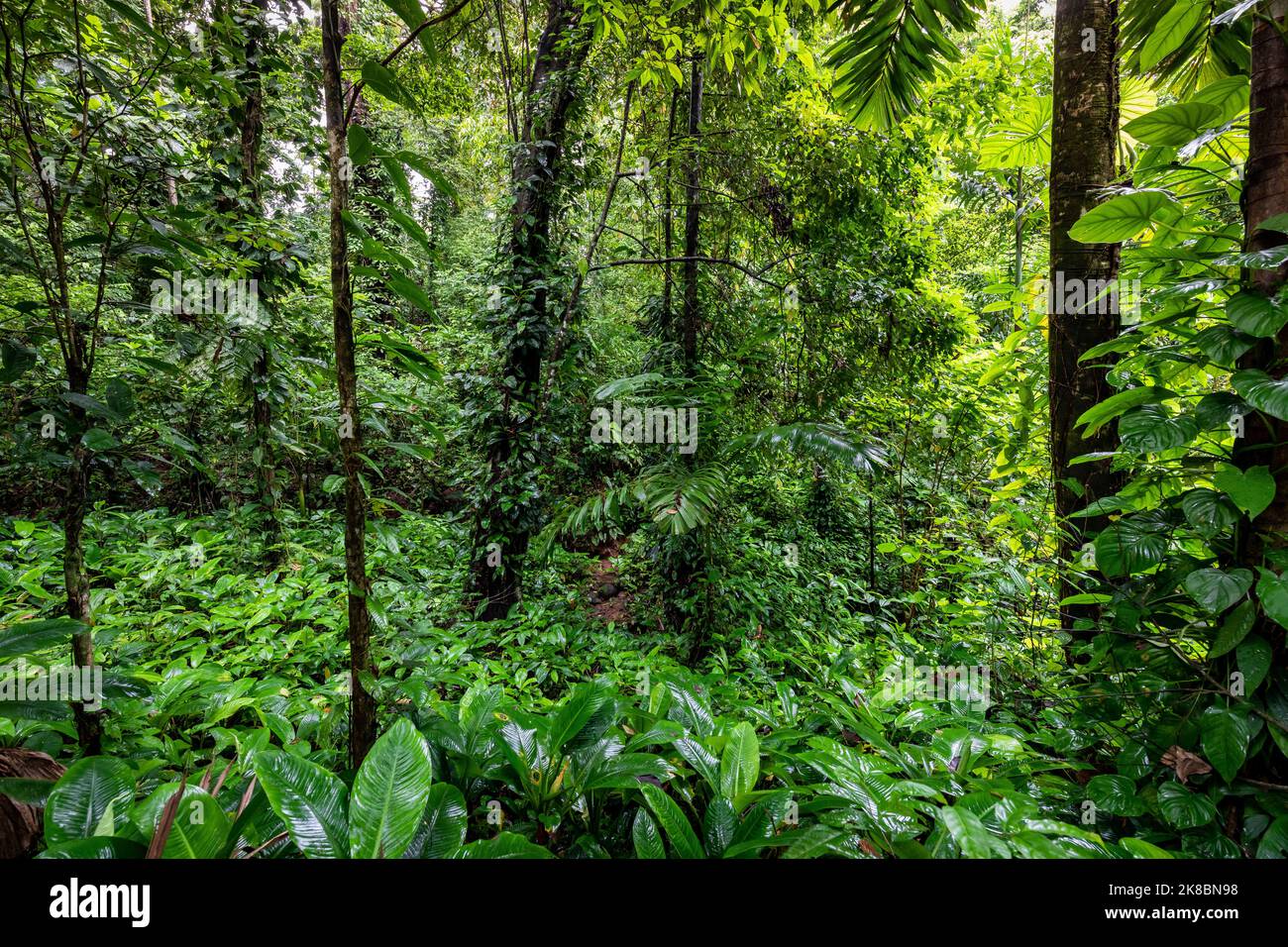 Panama Rainforest. Bocas del Toro. Bastimentos. Exotic Landscape ...