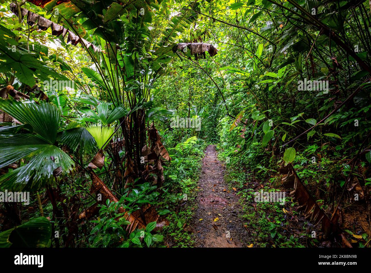 Panama Rainforest. Bocas del Toro. Bastimentos. Exotic Landscape ...