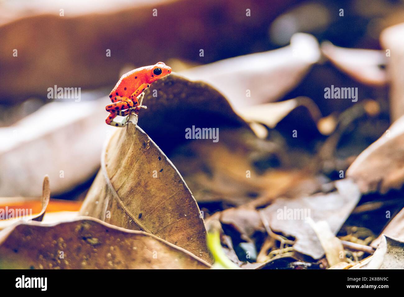Red Frog in Panama. A red strawberry poison-dart frog at the Red Frog ...