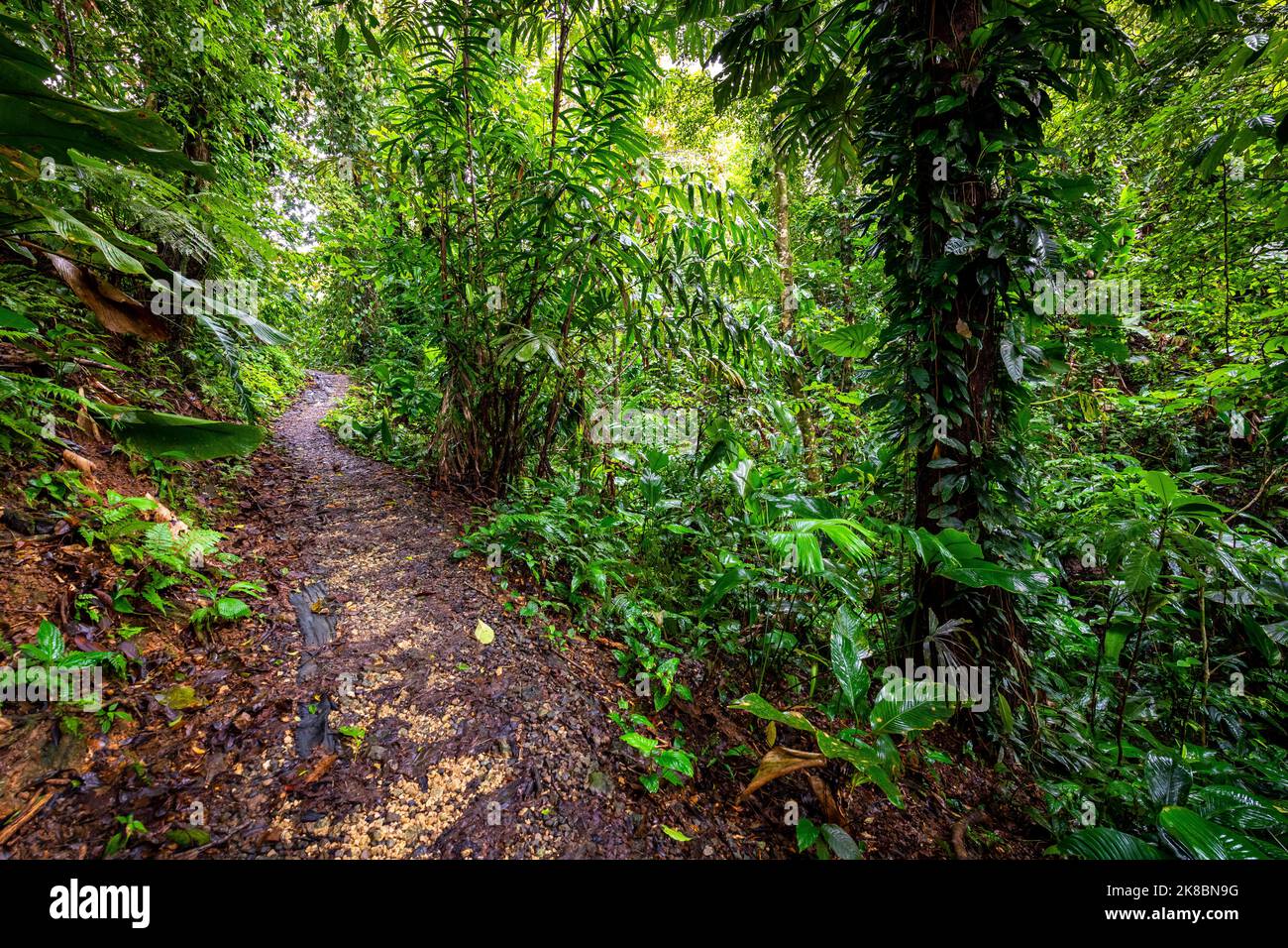 Panama Rainforest. Bocas del Toro. Bastimentos. Exotic Landscape ...