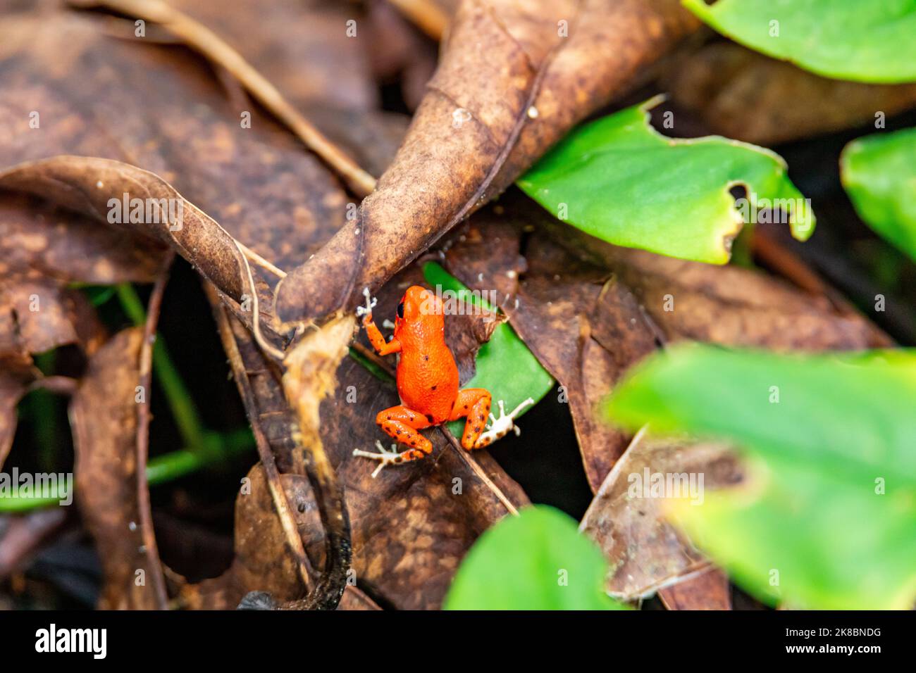 Red Frog in Panama. A red strawberry poison-dart frog at the Red Frog ...