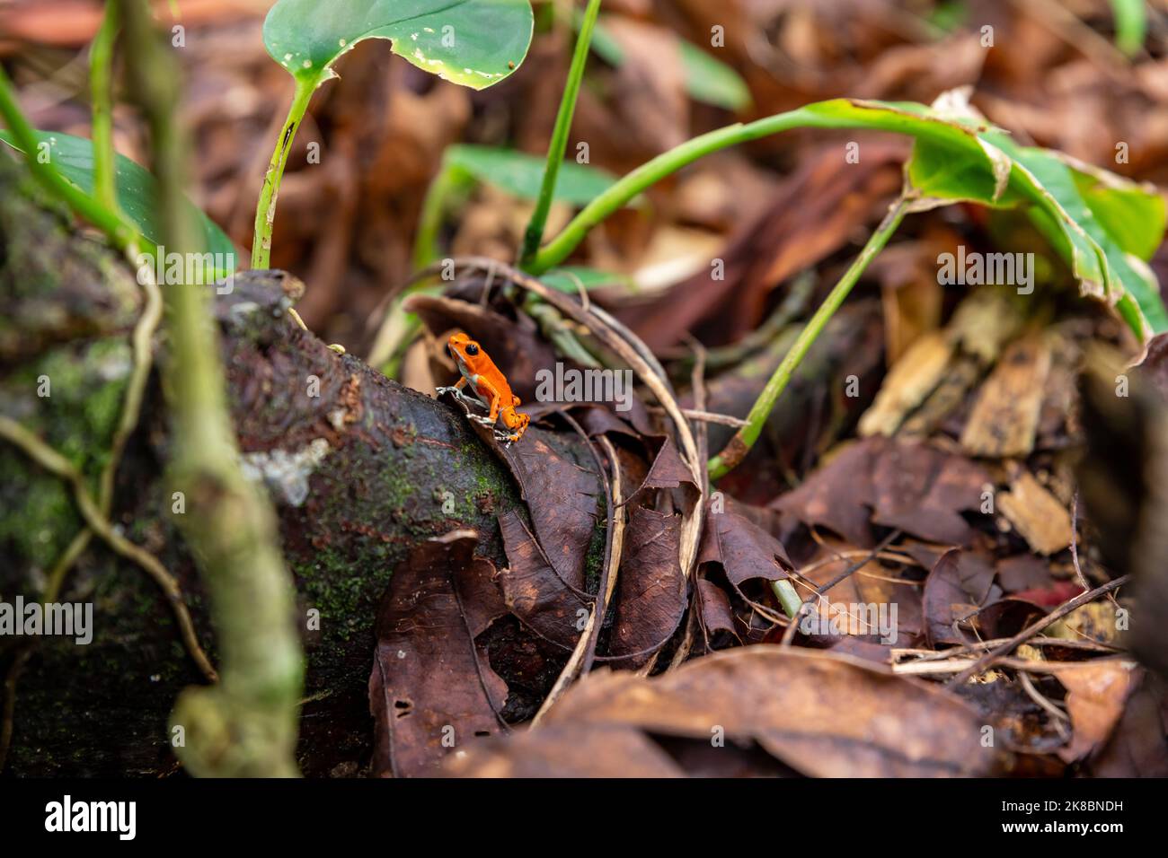 Red Frog in Panama. A red strawberry poison-dart frog at the Red Frog ...