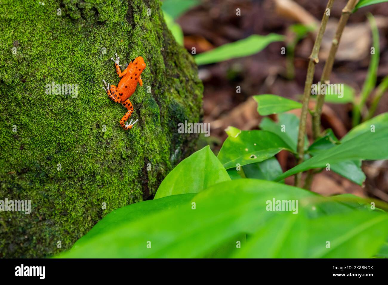 Red Frog in Panama. A red strawberry poison-dart frog at the Red Frog ...