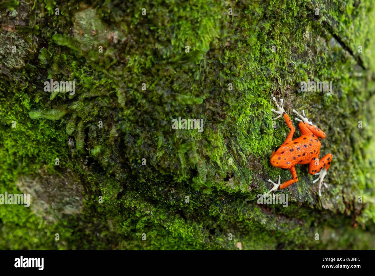 Red Frog in Panama. A red strawberry poison-dart frog at the Red Frog ...