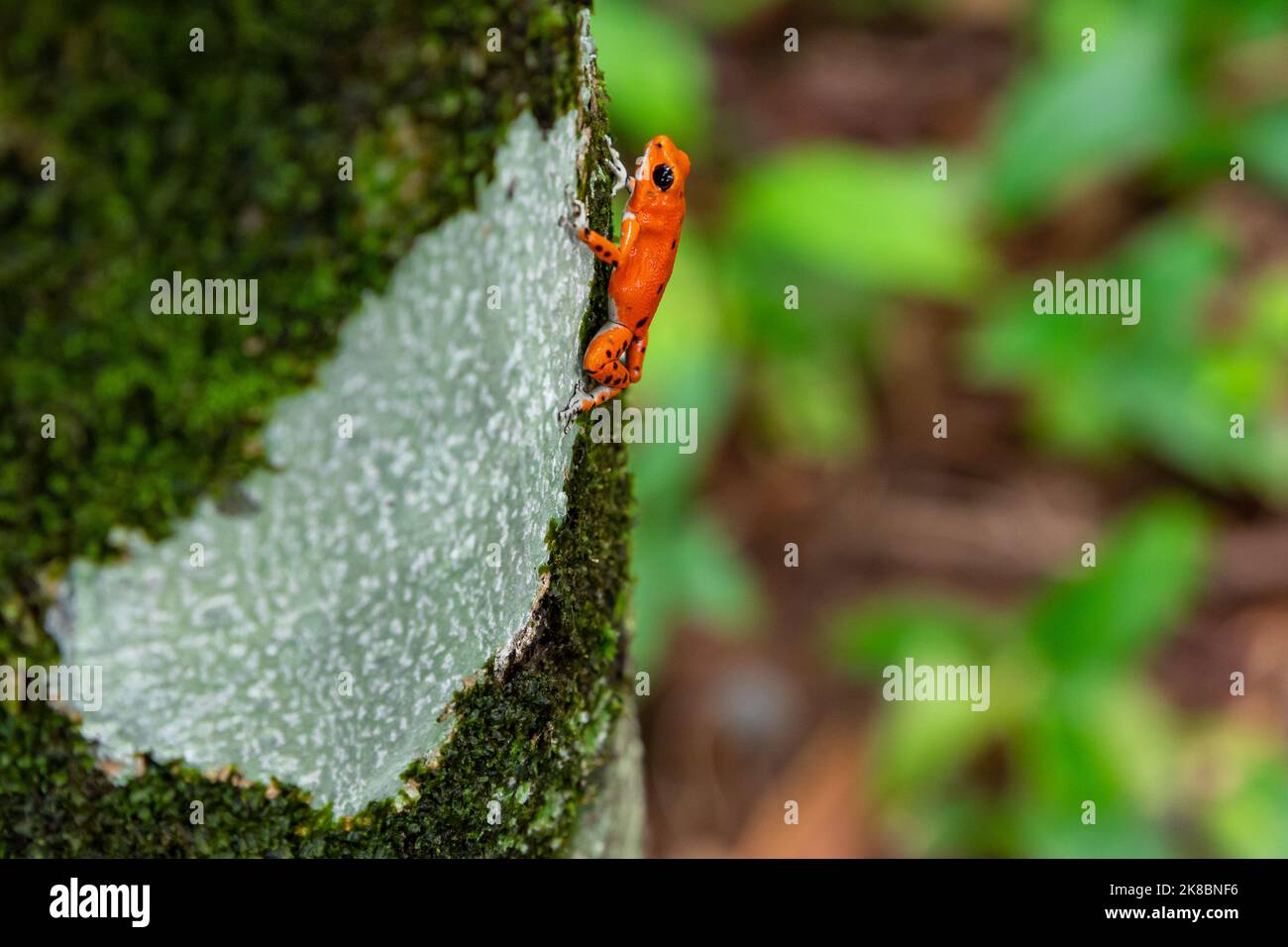 Red Frog in Panama. A red strawberry poison-dart frog at the Red Frog ...