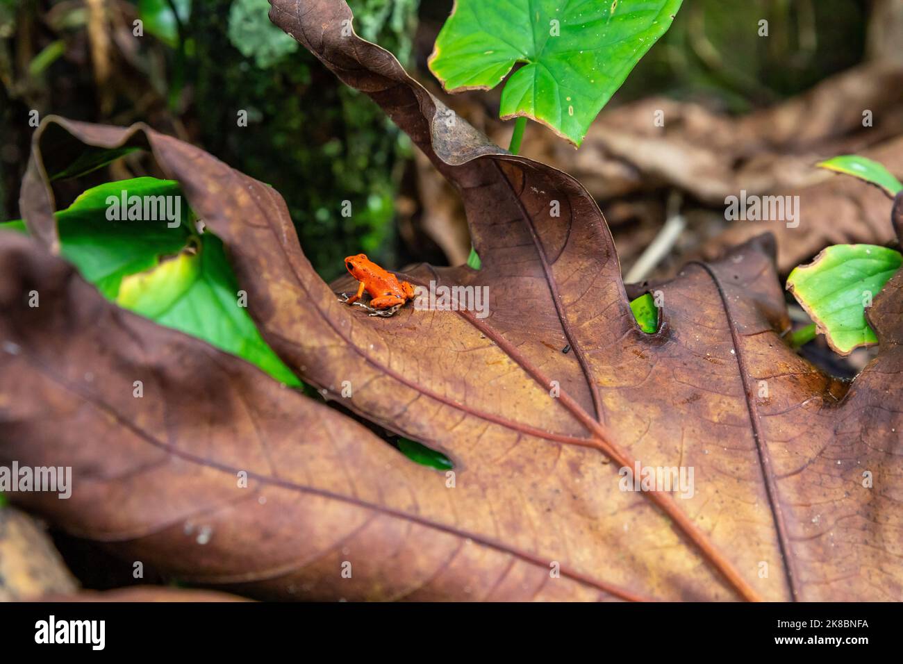 Red Frog in Panama. A red strawberry poison-dart frog at the Red Frog ...