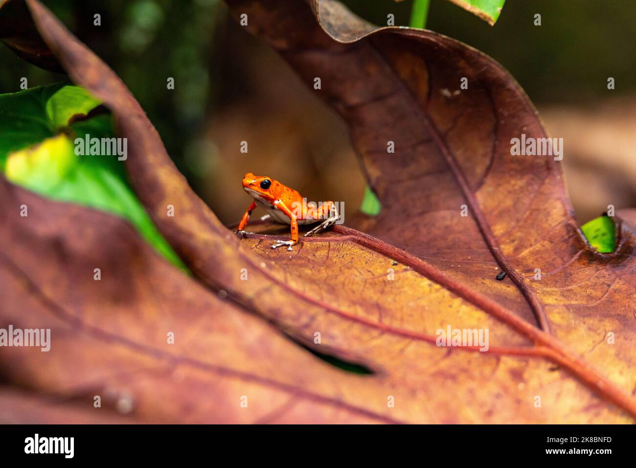 Red Frog in Panama. A red strawberry poison-dart frog at the Red Frog ...