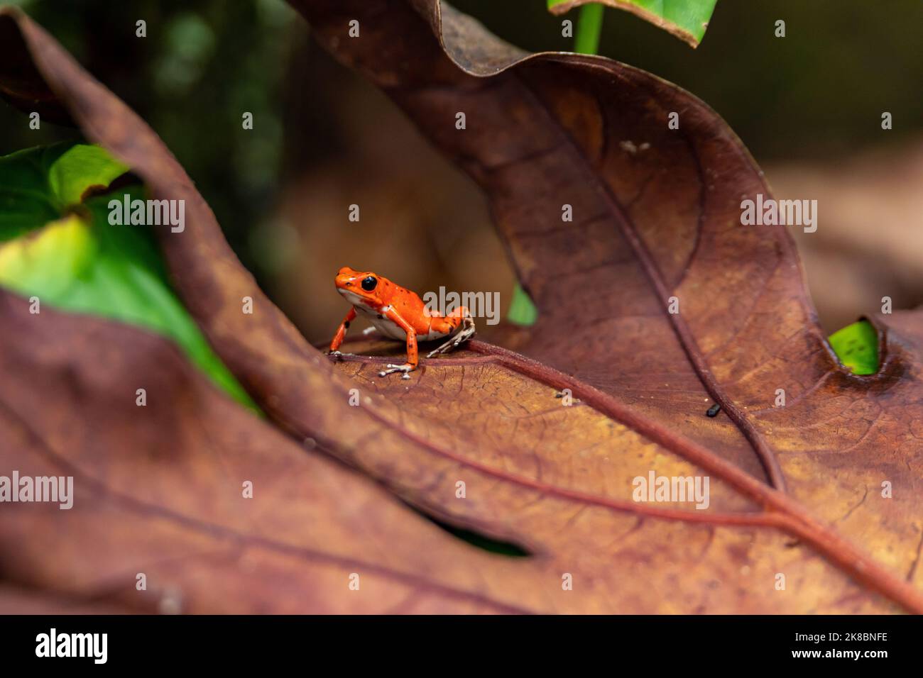 Red Frog in Panama. A red strawberry poison-dart frog at the Red Frog ...