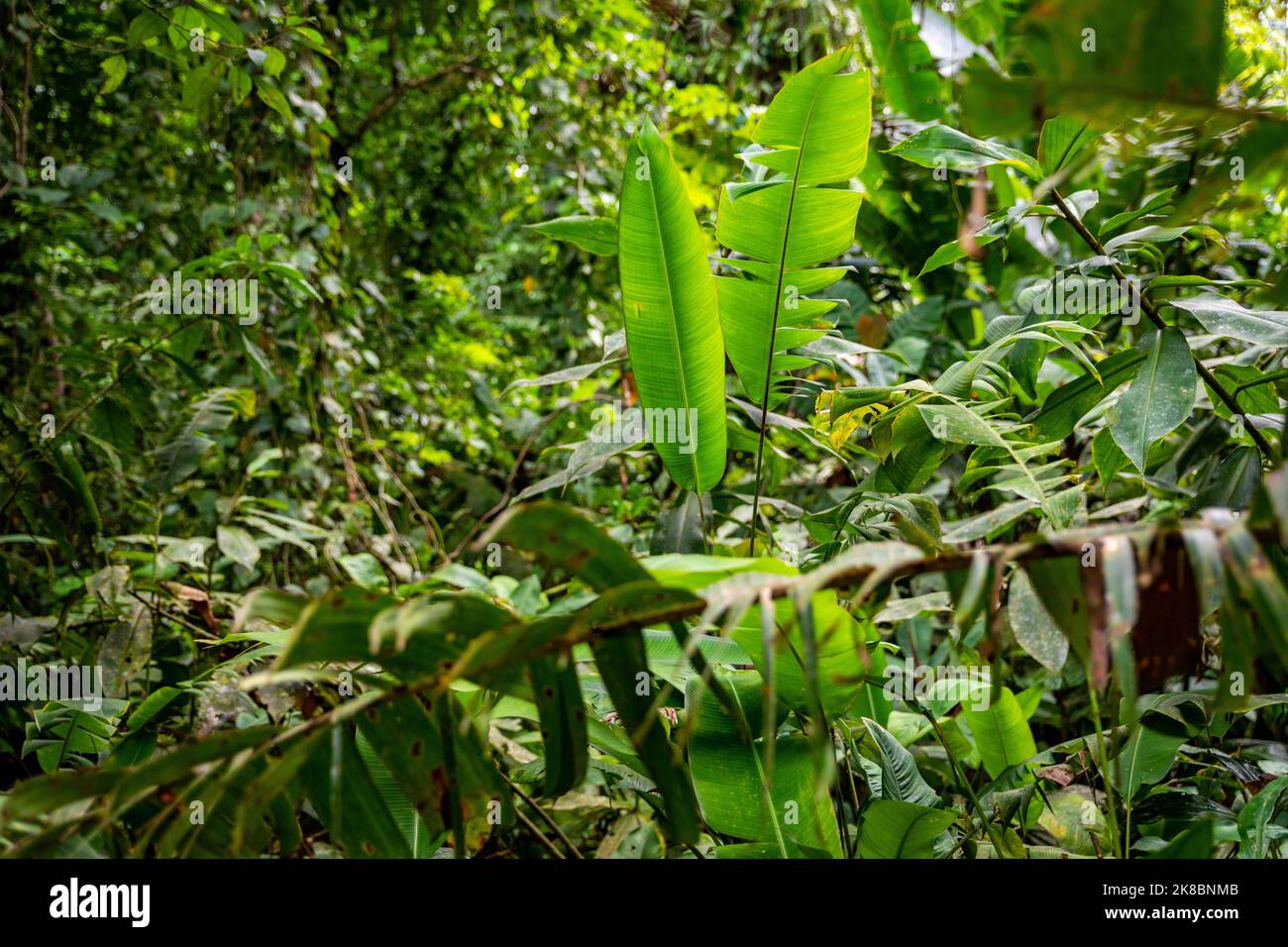 Panama Rainforest. Bocas del Toro. Bastimentos. Exotic Landscape ...