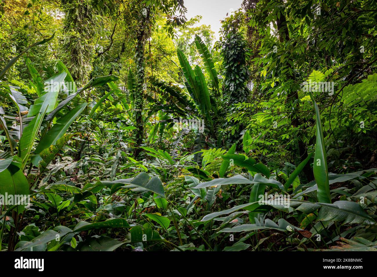Panama Rainforest. Bocas del Toro. Bastimentos. Exotic Landscape ...