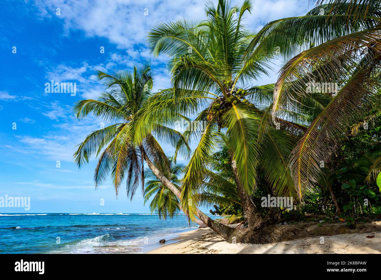 Tropical beach. Peaceful Caribbean beach with palm tree. Bastimentos ...