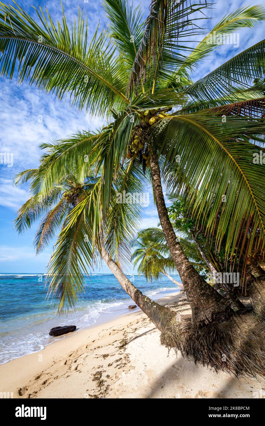 Tropical beach. Peaceful Caribbean beach with palm tree. Bastimentos ...