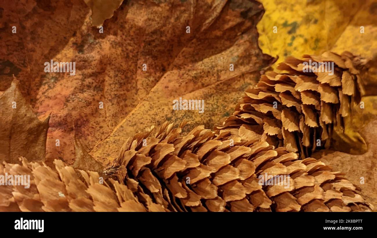 Autumn leaves and pine cones Stock Photo - Alamy