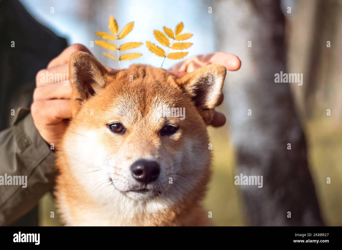 Human is holding yellow leaves as horns behind shiba inu puppy head ...