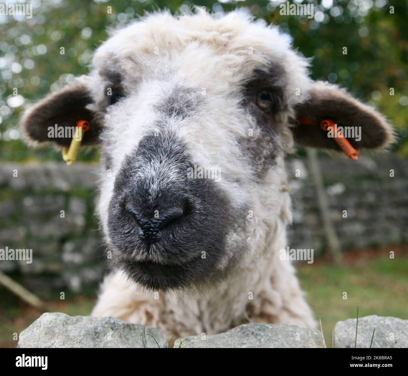 Dolly lookalike hi-res stock photography and images - Alamy