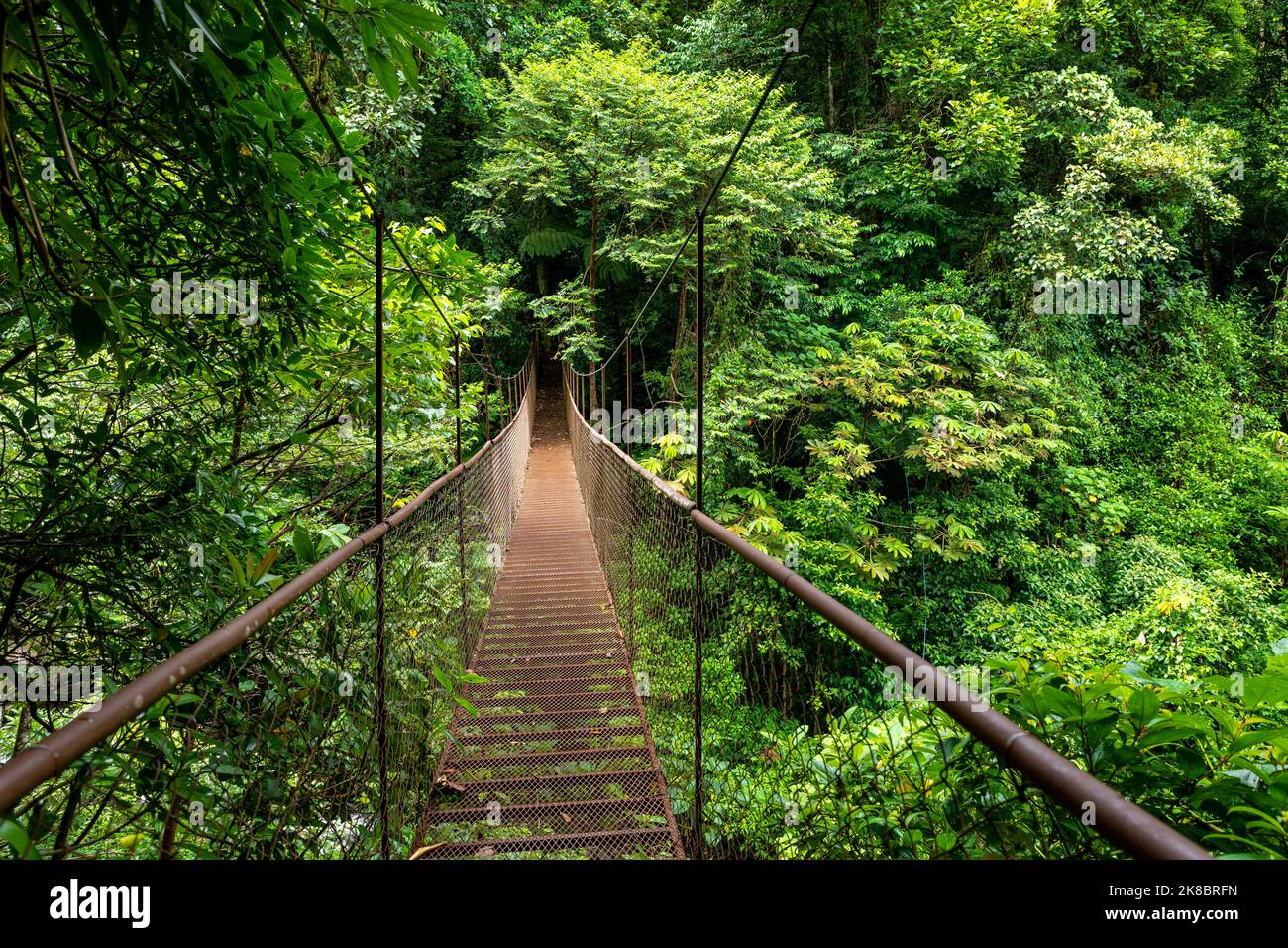 Panama Rainforest. Old hanging bridge in the jungle of Panama, Central ...