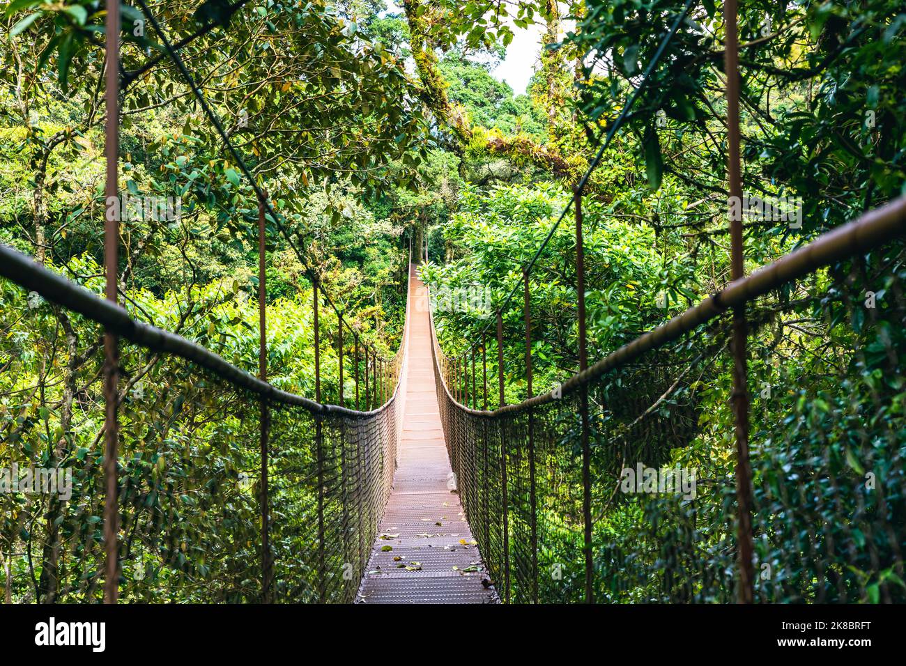 Panama Rainforest. Old hanging bridge in the jungle of Panama, Central ...