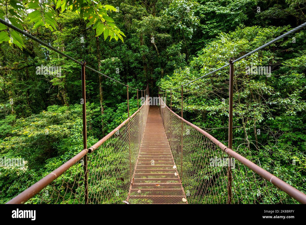 Panama Rainforest. Old hanging bridge in the jungle of Panama, Central ...