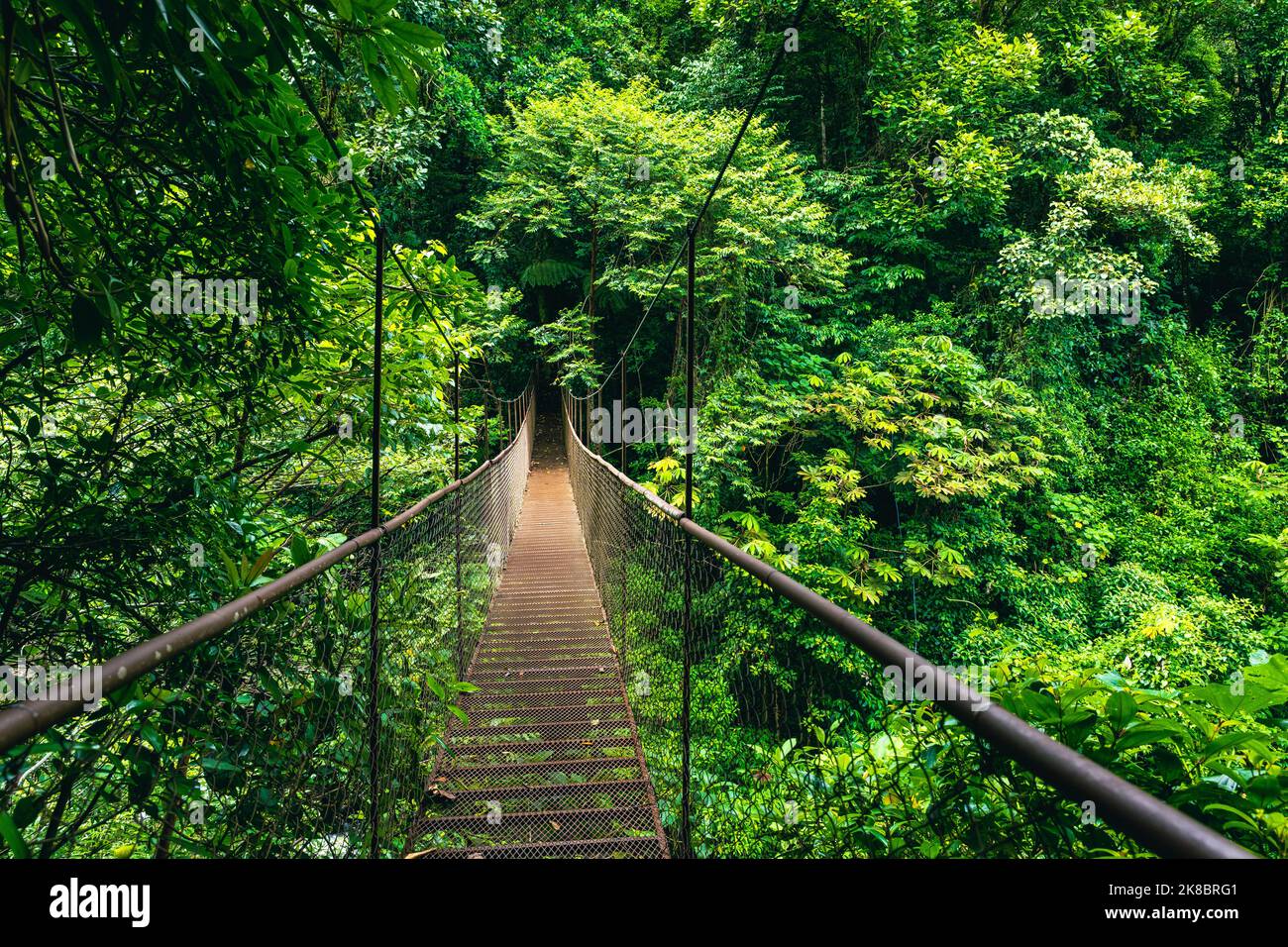 Panama Rainforest. Old hanging bridge in the jungle of Panama, Central ...