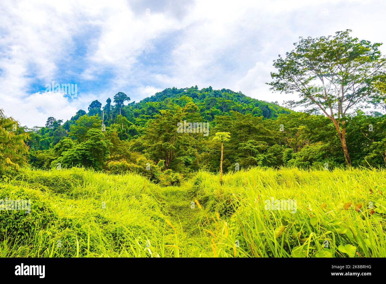 Beautiful natural landscape and tropical forest in Sakhu Thalang on ...