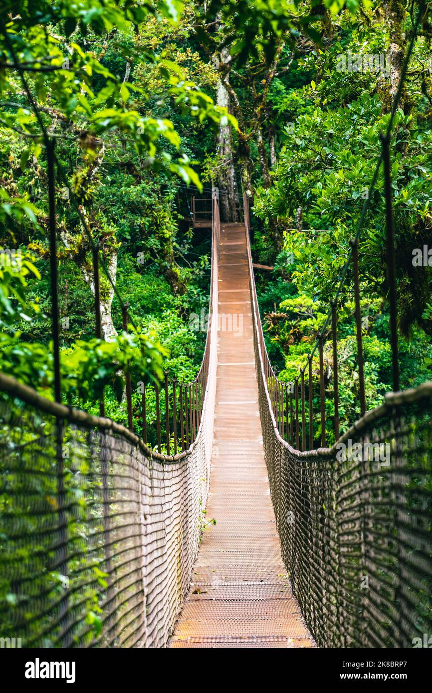 Panama Rainforest. Old hanging bridge in the jungle of Panama, Central ...