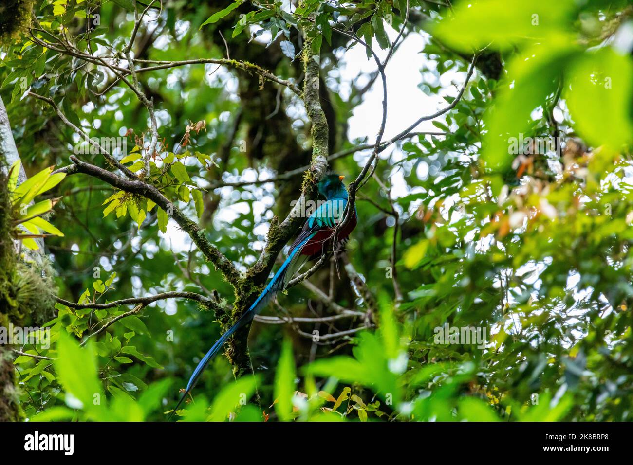 Resplendent Quetzal, Pharomachrus mocinno, Savegre in Costa Rica, with ...