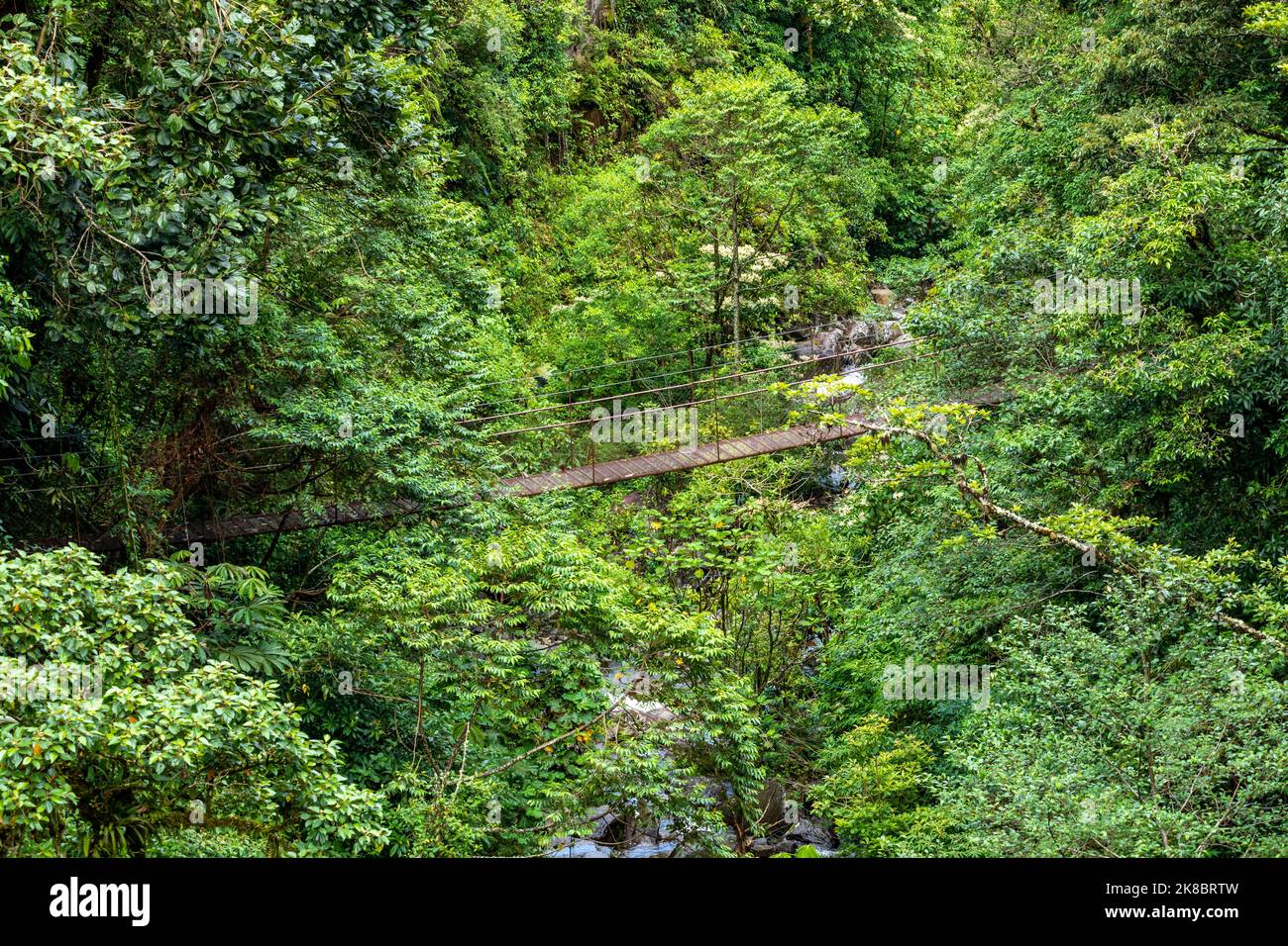 Panama Rainforest. Old hanging bridge in the jungle of Panama, Central ...