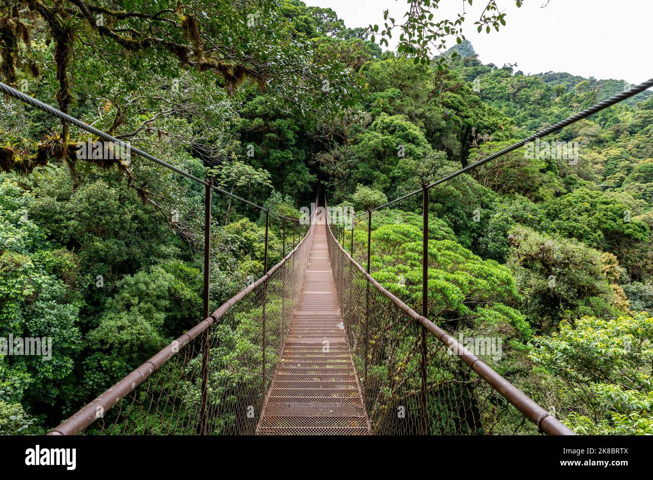 Panama Rainforest. Old hanging bridge in the jungle of Panama, Central ...