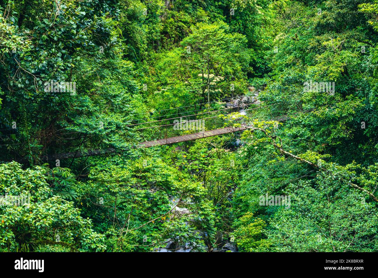 Panama Rainforest. Old hanging bridge in the jungle of Panama, Central ...