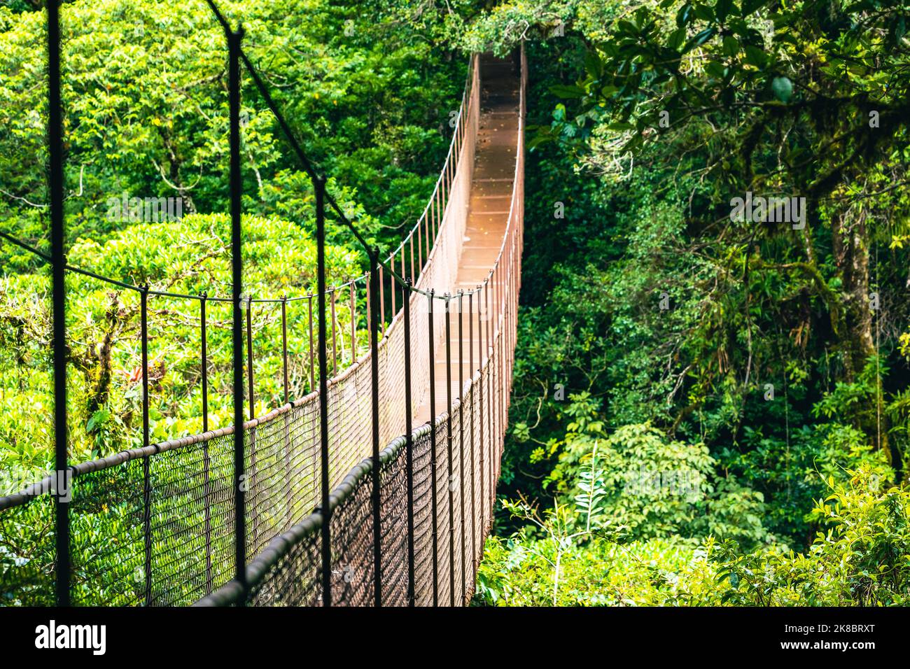 Panama Rainforest. Old hanging bridge in the jungle of Panama, Central ...