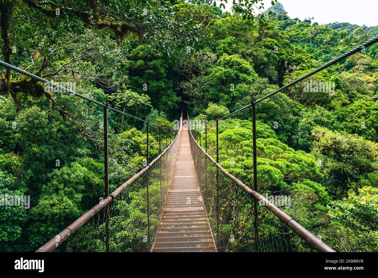 Panama Rainforest. Old hanging bridge in the jungle of Panama, Central ...