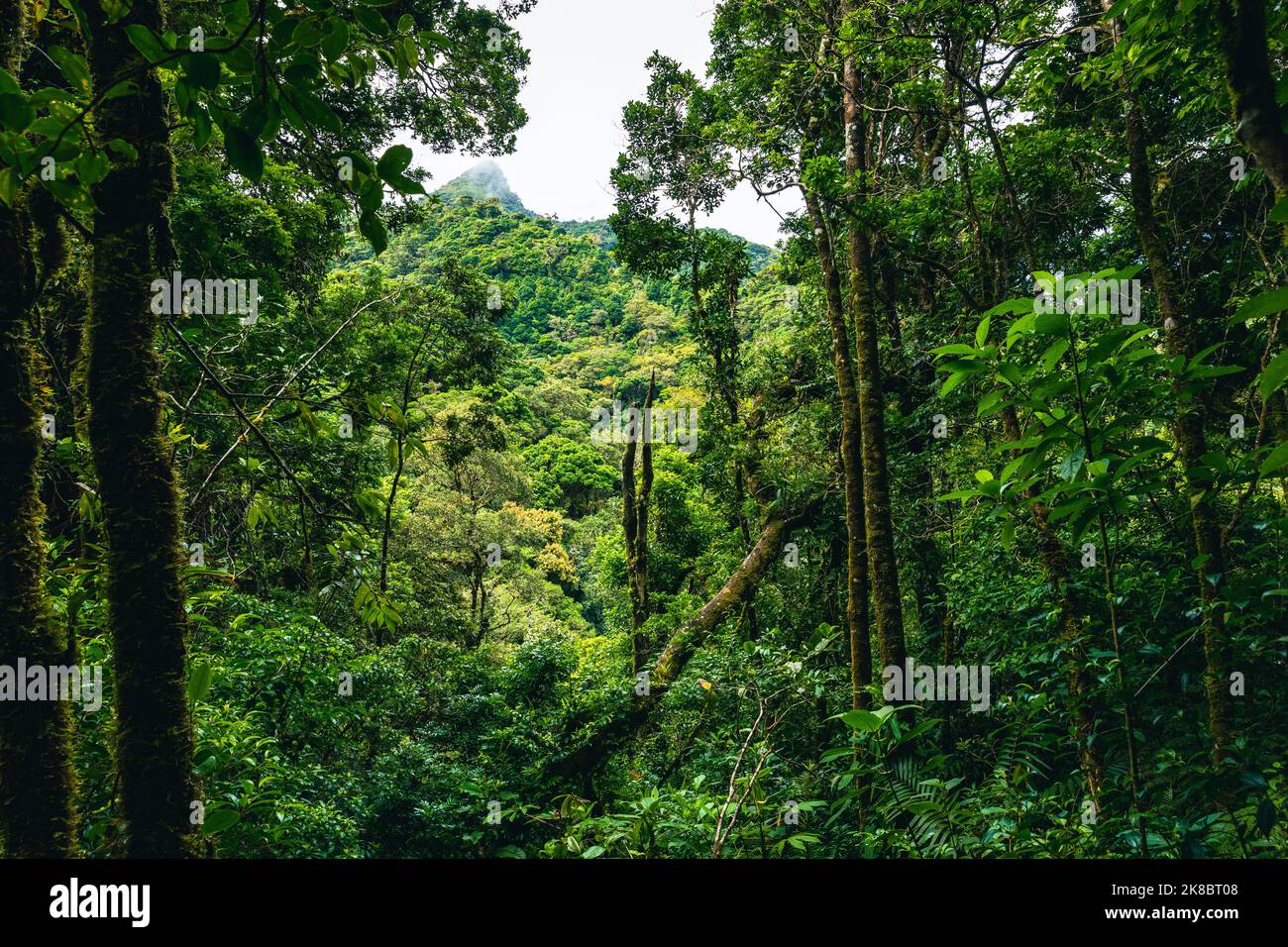 Coffee plantation, raw green coffee beans and leaves, in Boquete ...