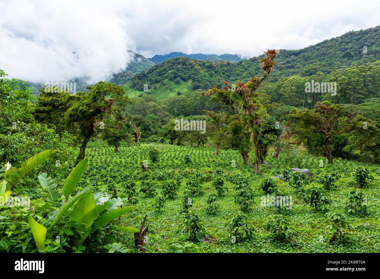 Coffee plantation, raw green coffee beans and leaves, in Boquete ...