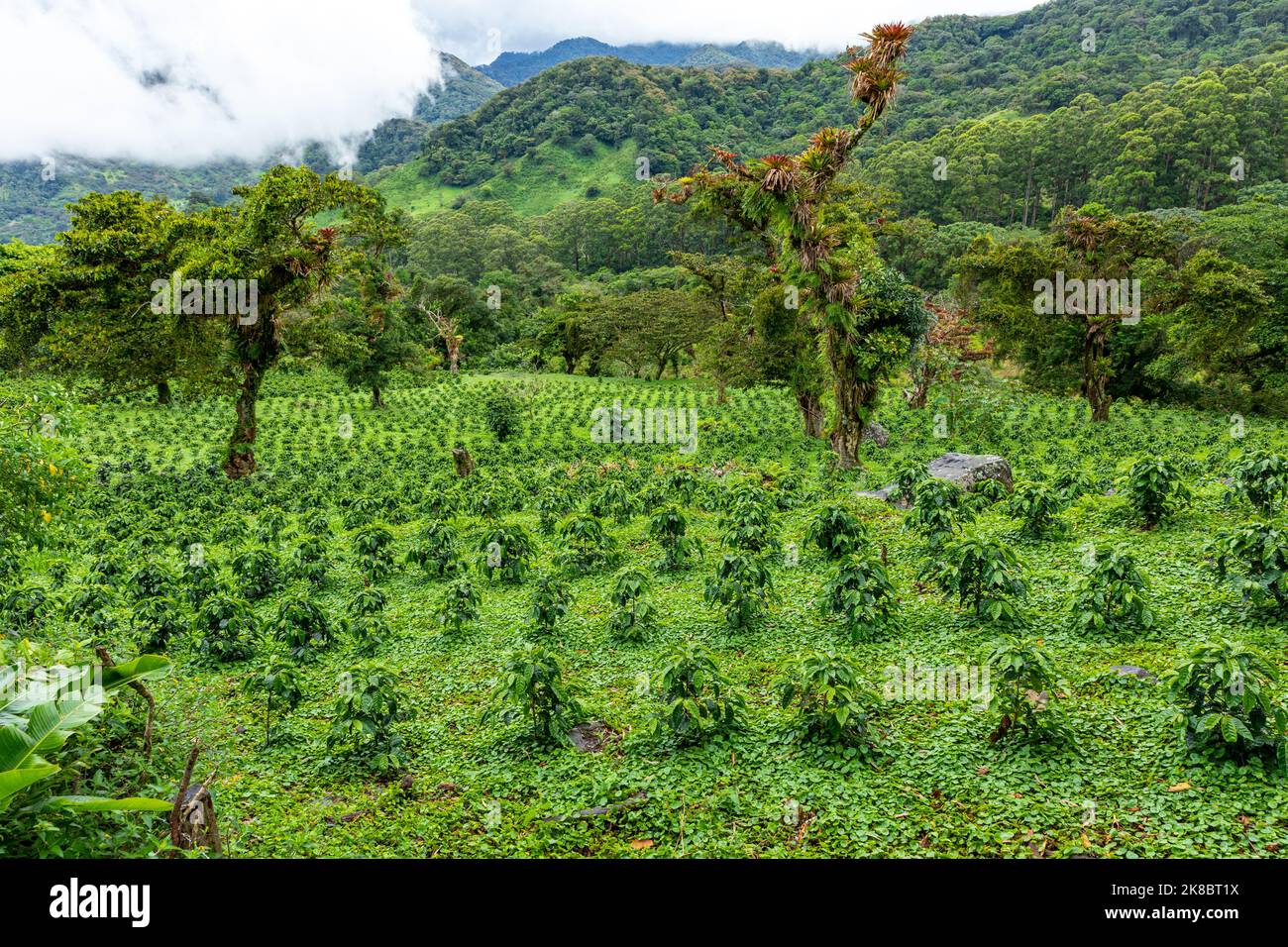 Coffee plantation, raw green coffee beans and leaves, in Boquete ...
