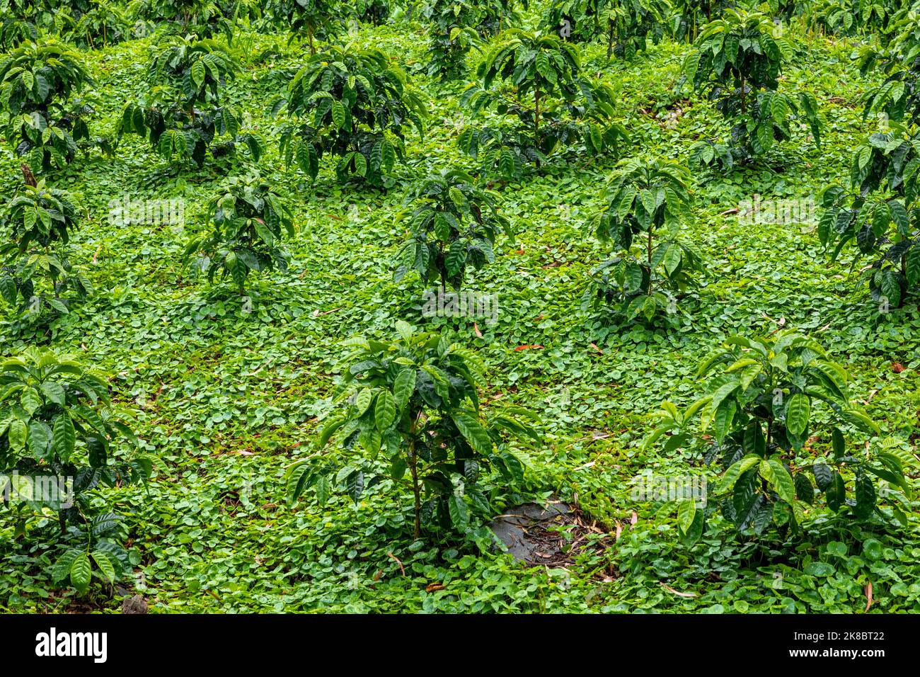 Coffee plantation, raw green coffee beans and leaves, in Boquete ...