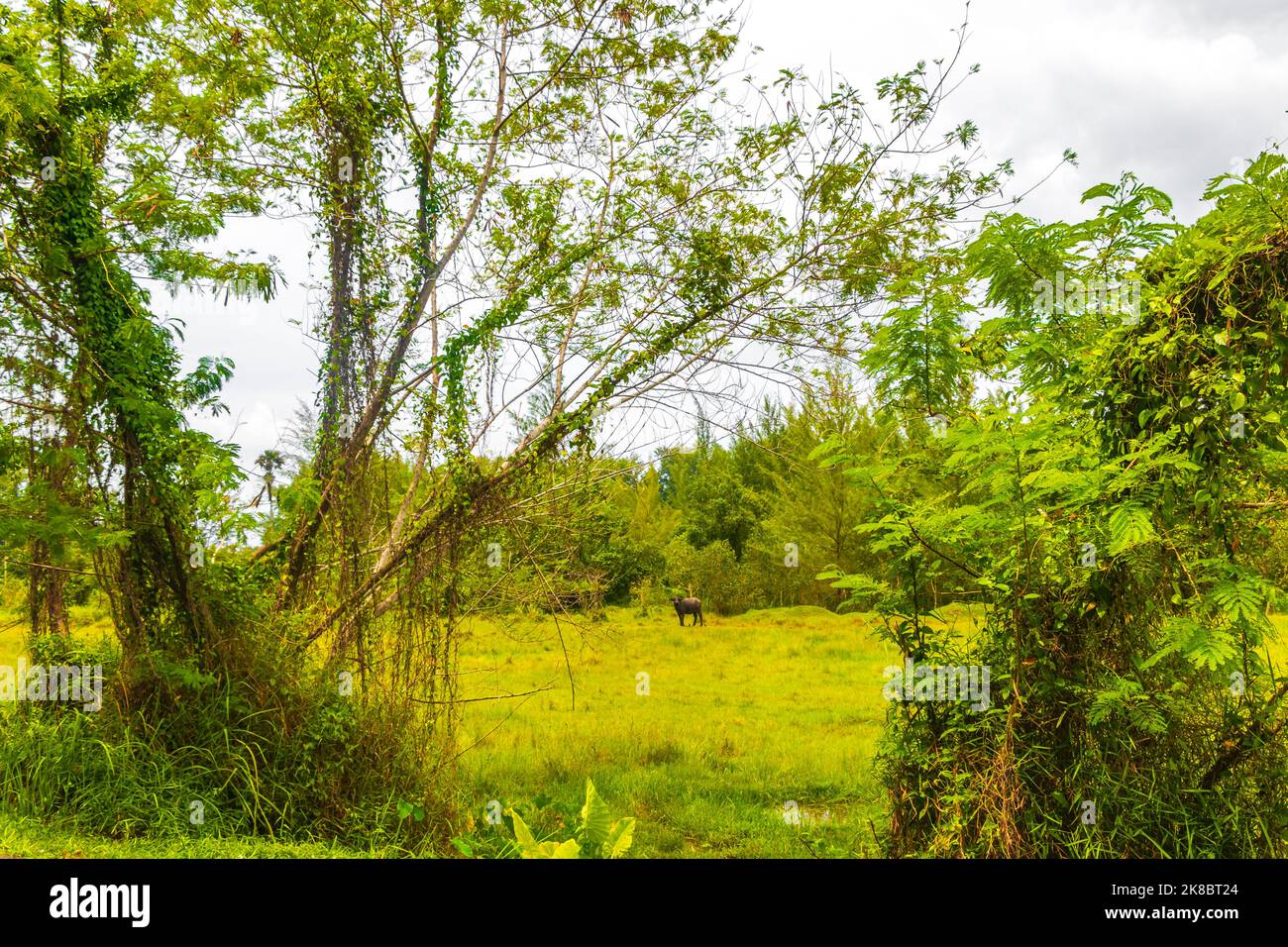 Beautiful natural landscape and tropical forest in Sakhu Thalang on ...