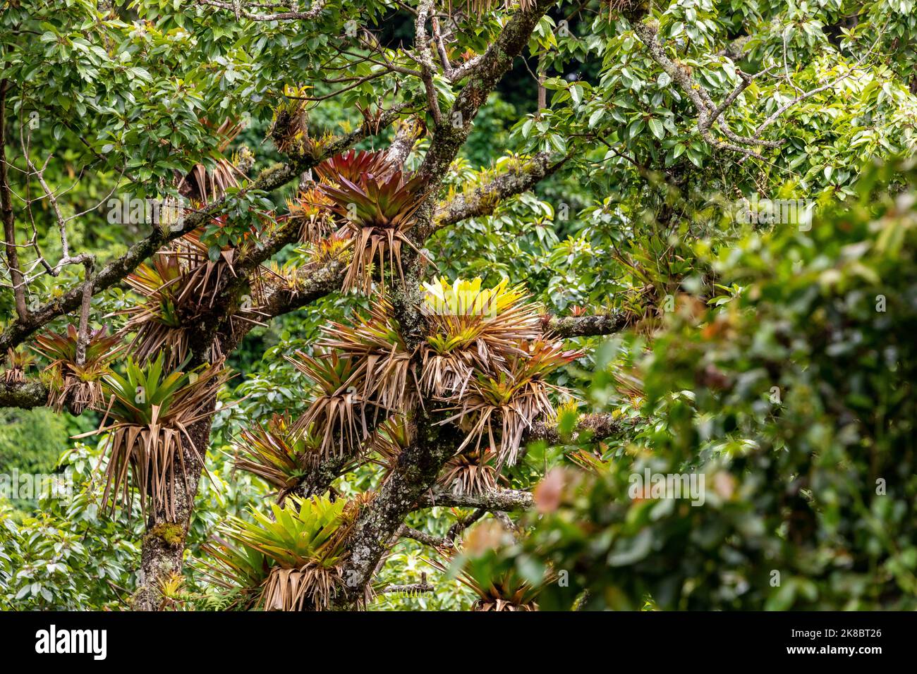 Jungle path to the Lost Waterfalls in Boquete, Panama Stock Photo - Alamy