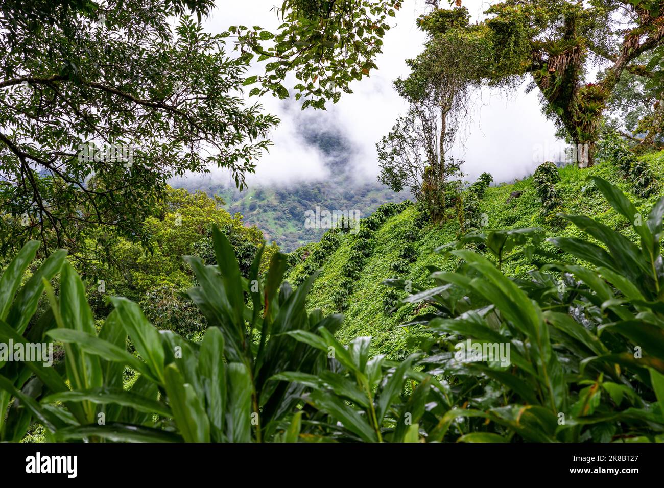A Guide To Visiting The Coffee Plantations In Boquete Panama – VACMTS